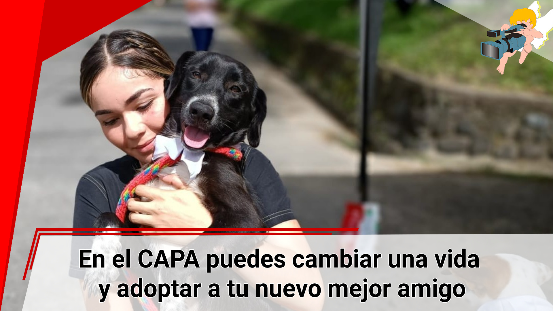 ¿Cómo adoptar un perro o un gato en el CAPA? - Angeles Television