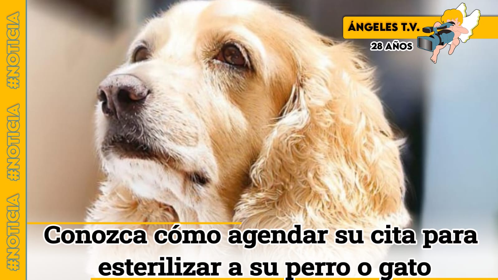 Conozca cómo agendar su cita para esterilizar a su perro o gato ...